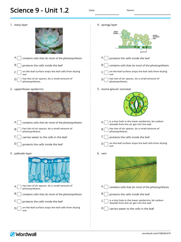 Science 9 Unit 12 Quiz | PDF | Leaf | Stoma