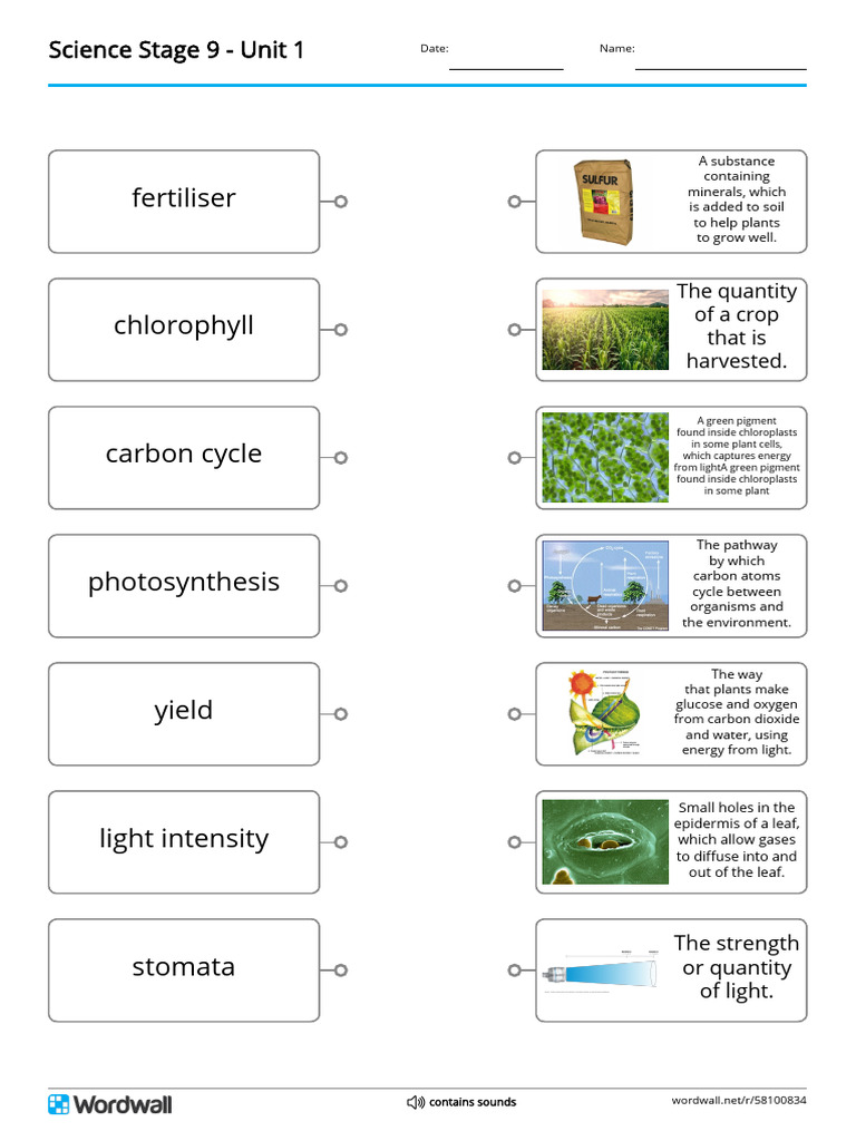 Science Stage 9 Unit 1 Match Up | PDF | Biology | Plants
