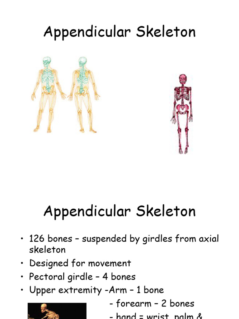 Appendicular Skeleton | PDF | Human Leg | Foot