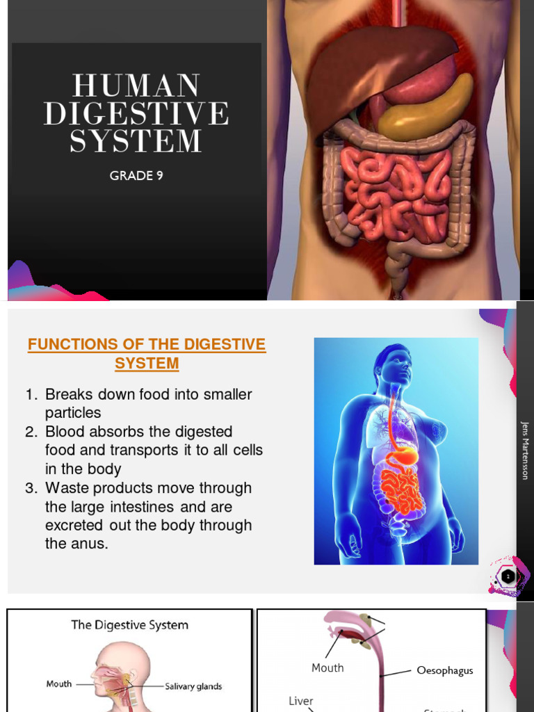 Human Digestive System 3 | PDF | Digestion | Stomach