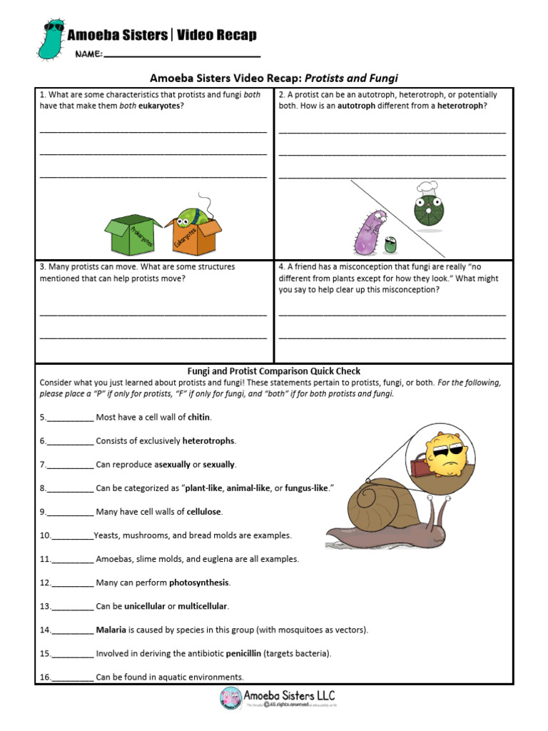 Protists and Fungi Overview Worksheet | PDF | Fungus | Cell Wall