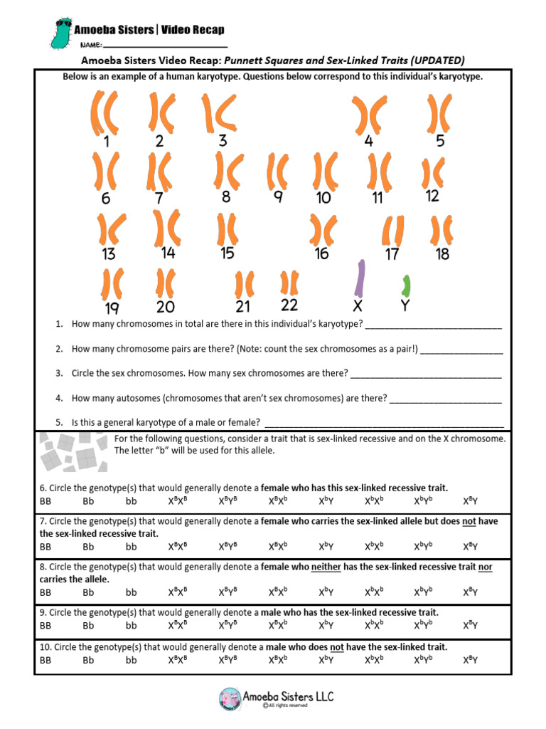 Video Recap of Sex-linked Traits UPDATED by Amoeba Sisters | PDF ...