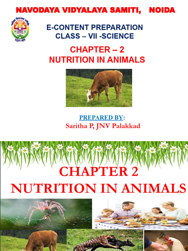 Nutrition in Animals: Class VII Science | PDF | Digestion ...