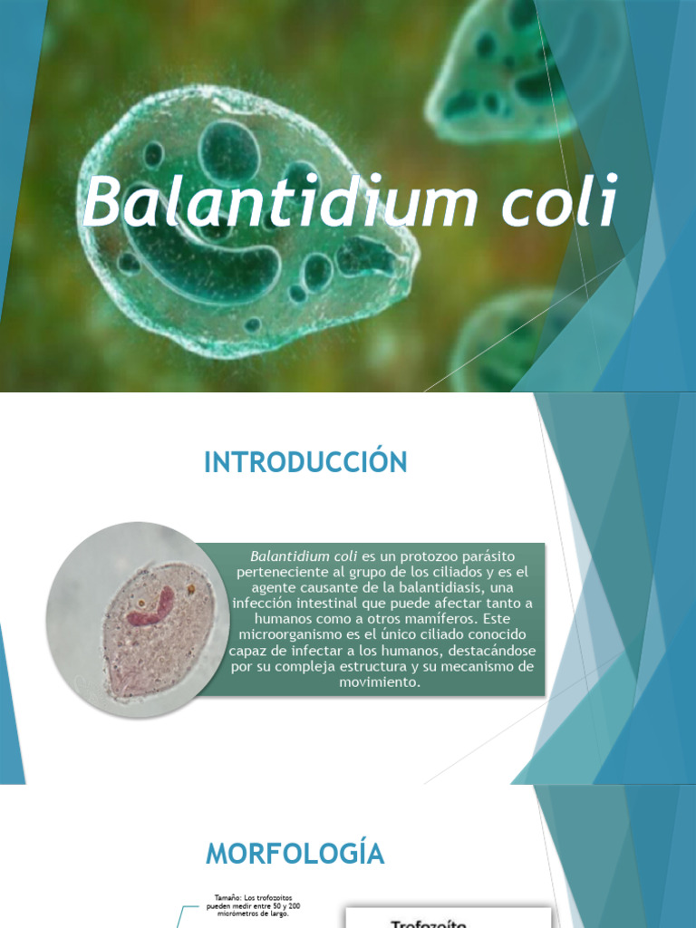 Balantidium Coli | PDF | Especialidades Medicas | Enfermedades y trastornos