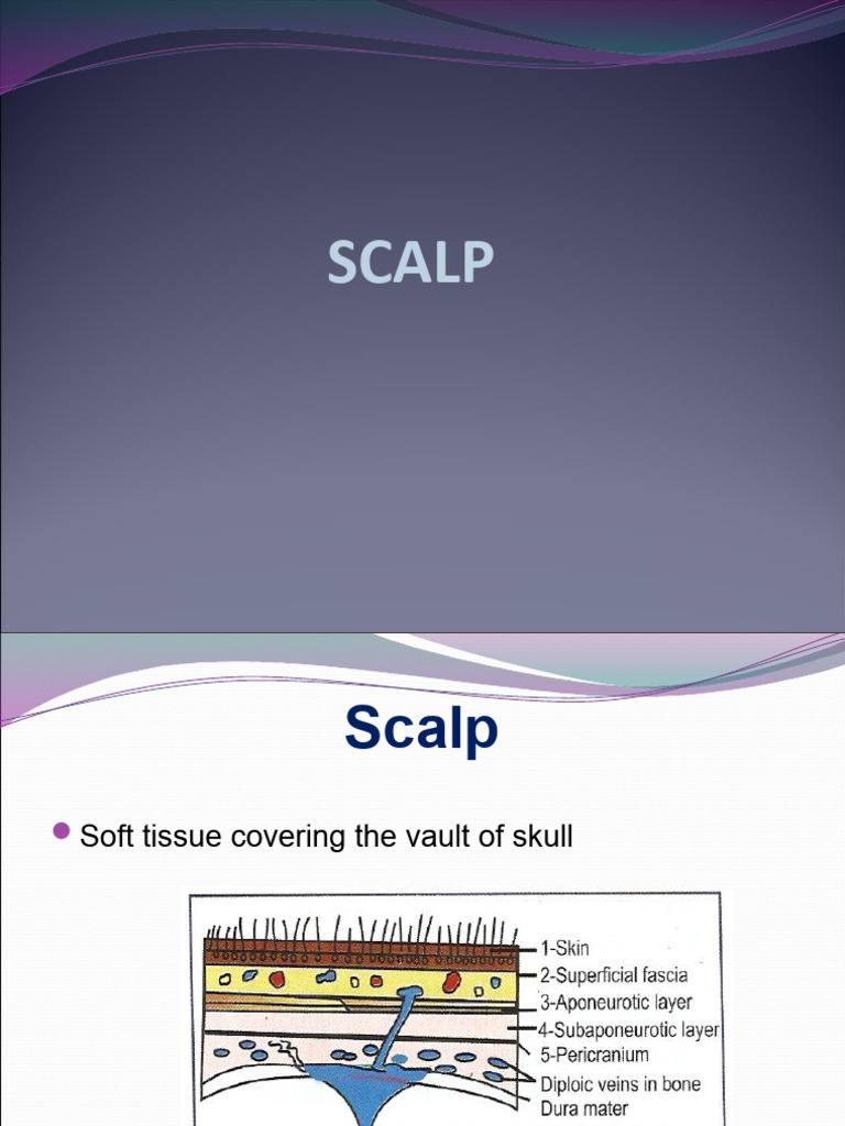 Scalp Final 2 | PDF | Vein | Human Anatomy