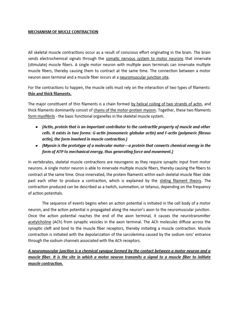 Mechanism of Muscle Contraction Explained | PDF | Muscle Contraction ...