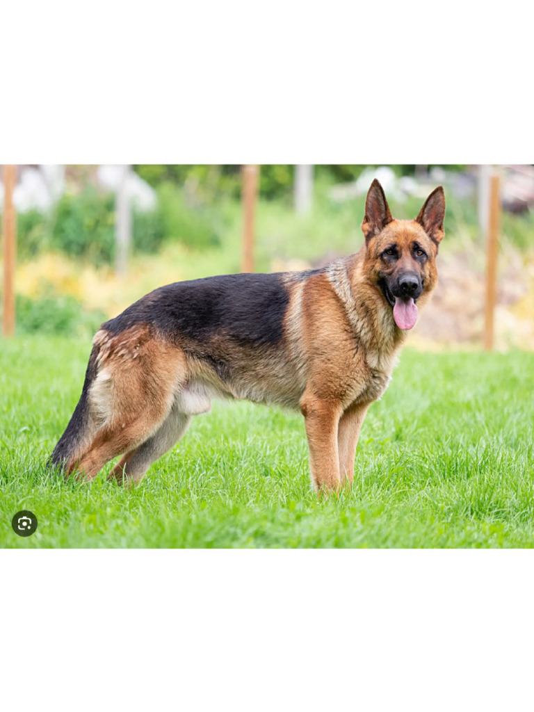 Dog | PDF