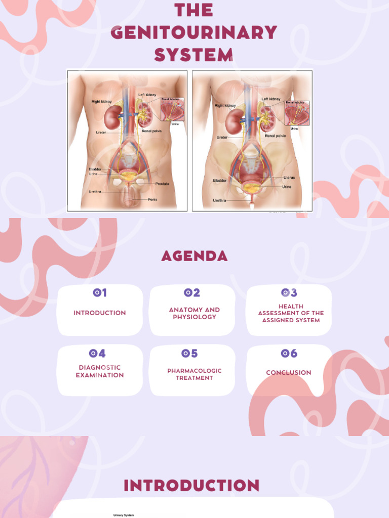 Group 3 Genito-Urinary System | PDF | Kidney | Urinary System