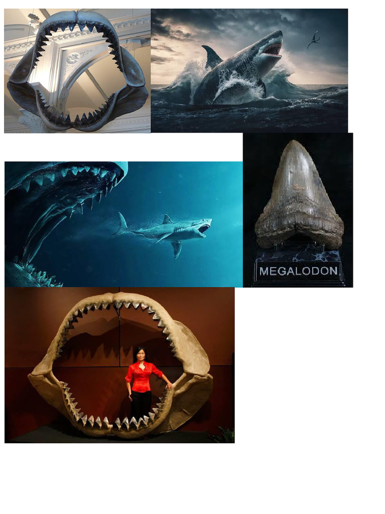 Tubarão MEGALODON | PDF