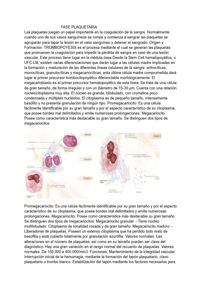 Fase Plaquetaria y Coagulación Sanguínea | PDF | Plaqueta | Hematopoyesis