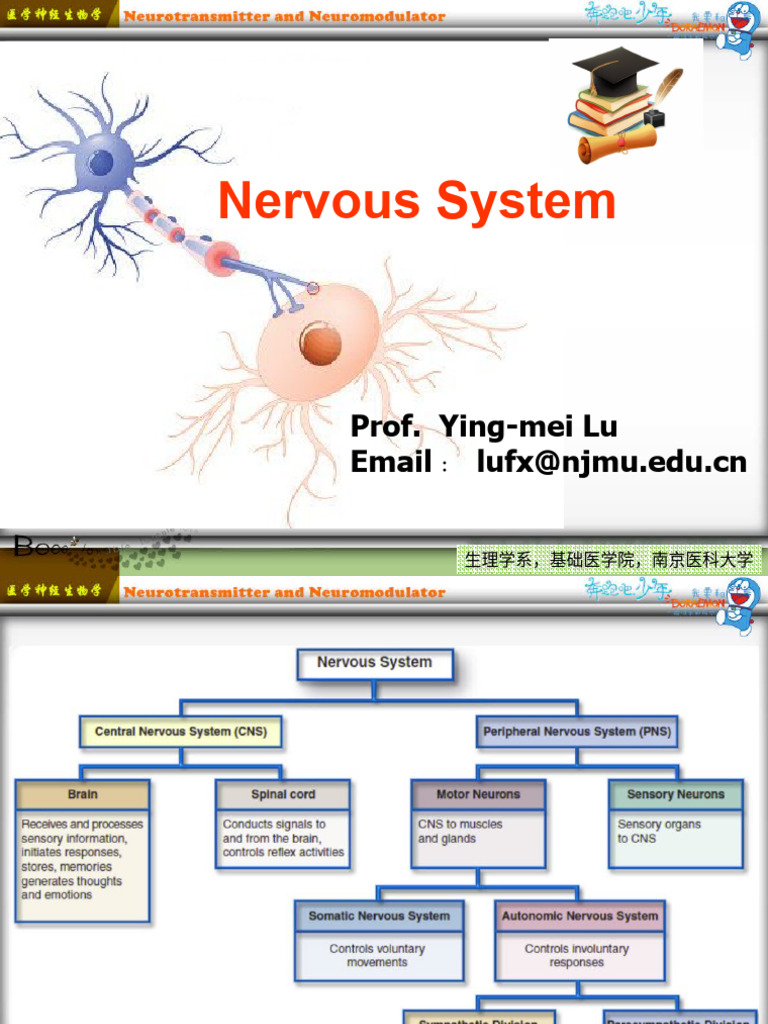 1-2 Neuron generation | PDF | Synapse | Chemical Synapse