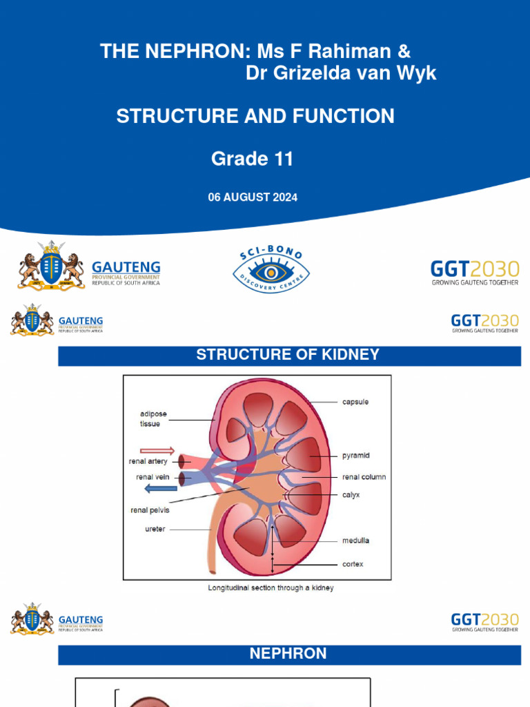 Life Sciences Gr.11 NEPHRON Structure and Function | PDF | Kidney | Urinary System