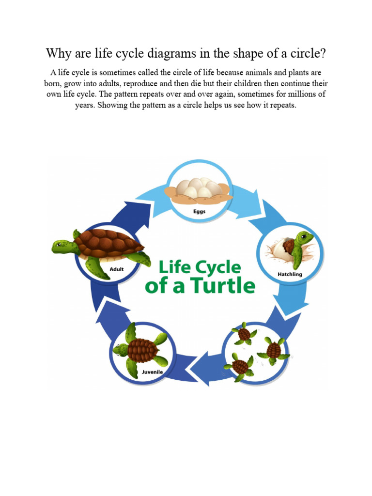 Why Are Life Cycle Diagrams in The Shape of A Circle | PDF | Travel