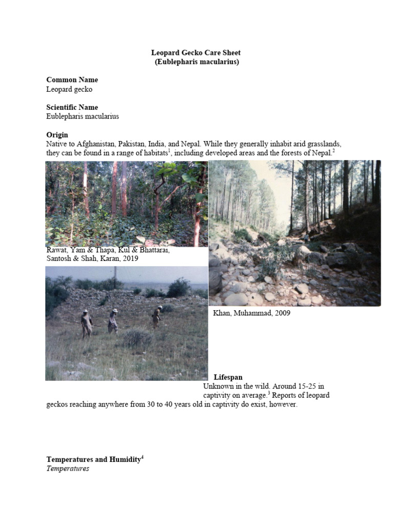 Leopard Gecko Care Sheet | PDF