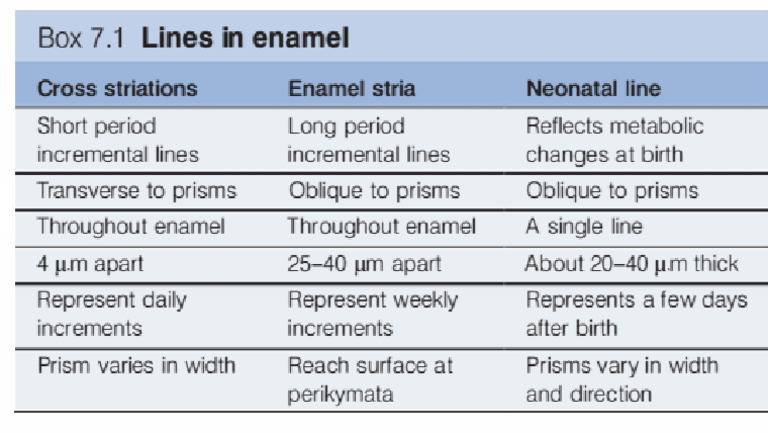 Lines in Enamel | PDF