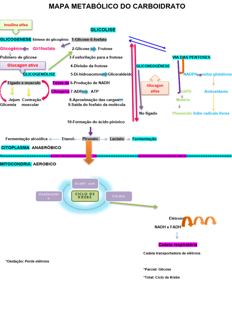 Mapa Metabólico Do Carboidrato | PDF | Ácido pirúvico | Metabolismo