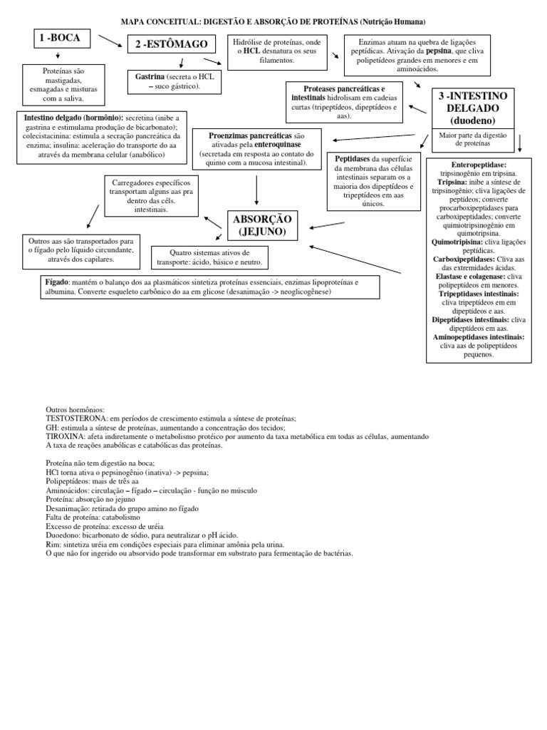 Mapa Conceitual Proteina | PDF | Digestão | Proteínas