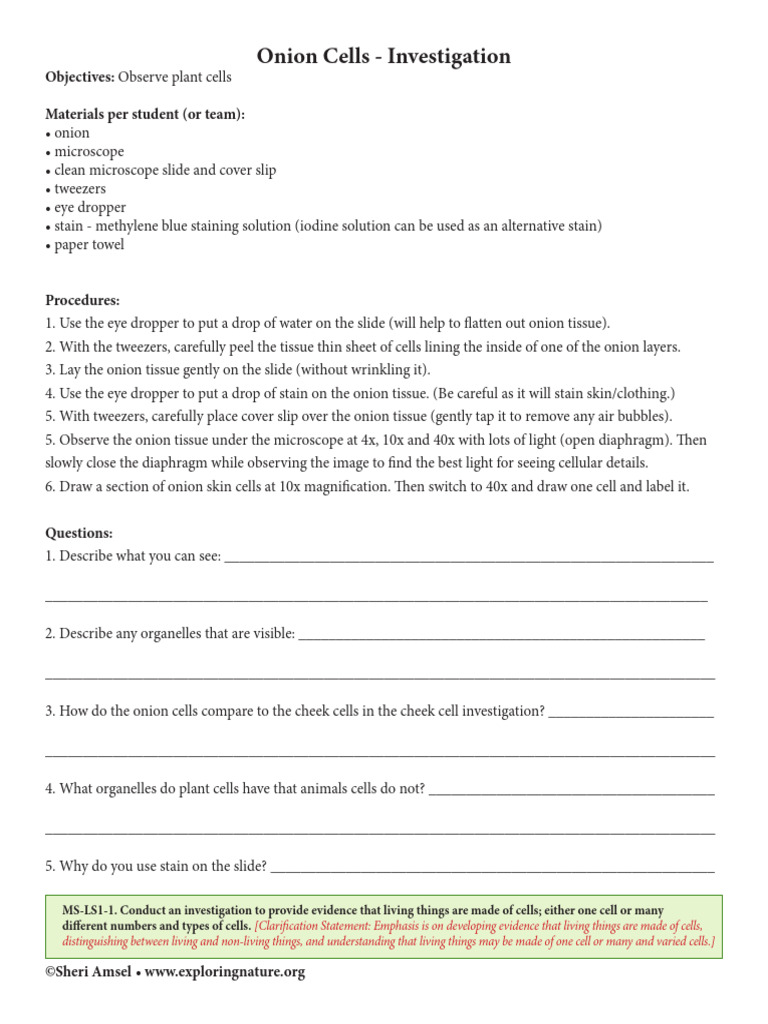 Onion Skin Cell Investigation | PDF | Staining | Tissue (Biology)