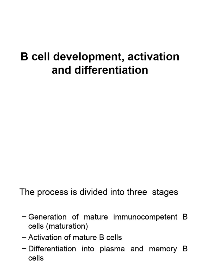 Activation of B Cells | PDF | B Cell | Cell Signaling