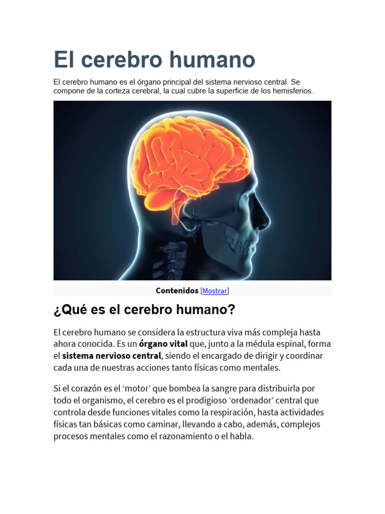 El Cerebro Humano Pdf Cerebro Corteza Cerebral