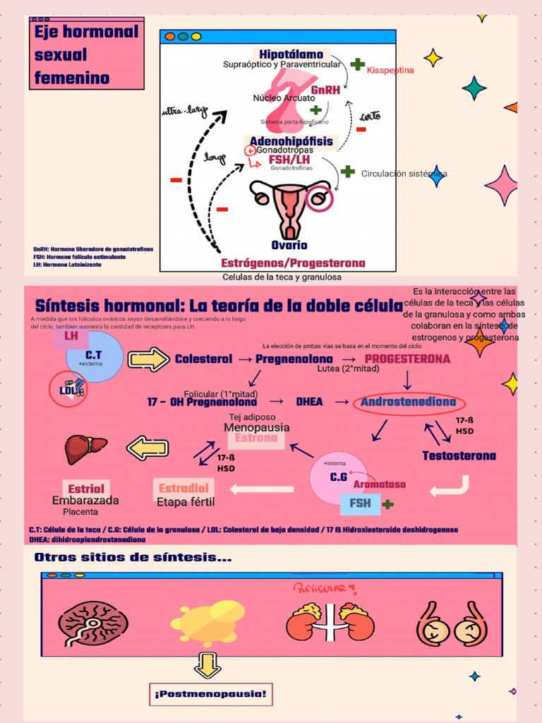 Hormonas Sexuales Femeninas | PDF