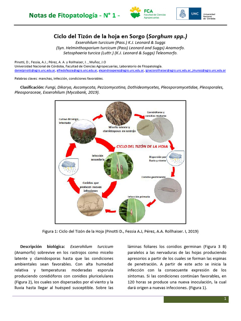 Ciclo Del Tizón de La Hoja en Sorgo (Sorghum SPP.) - Notas de ...