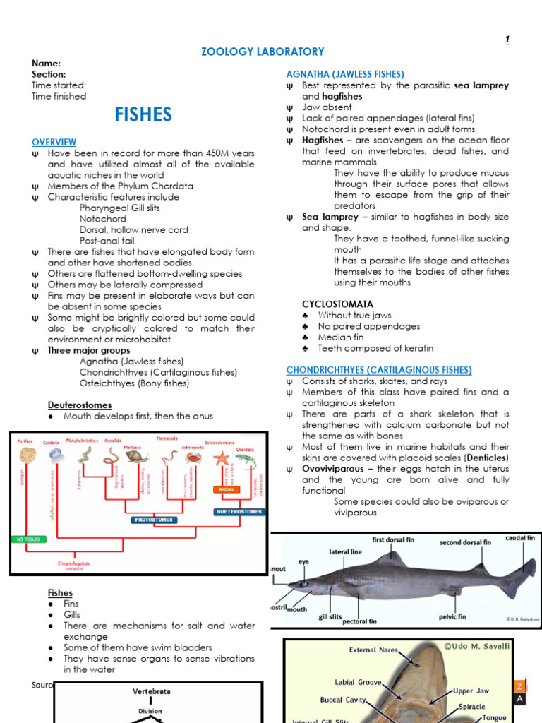 Zoology-Laboratory ACT10 Fish | PDF | Fish