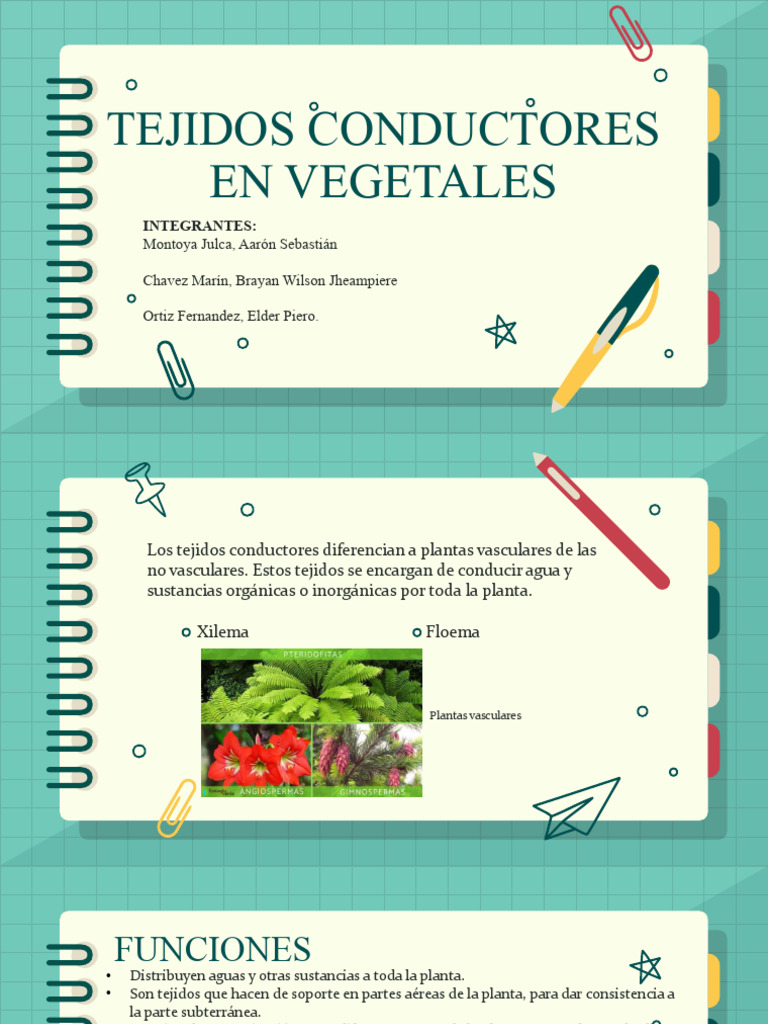Tejidos Conductores en Plantas Vasculares | PDF | Tallo de la planta | Raíz