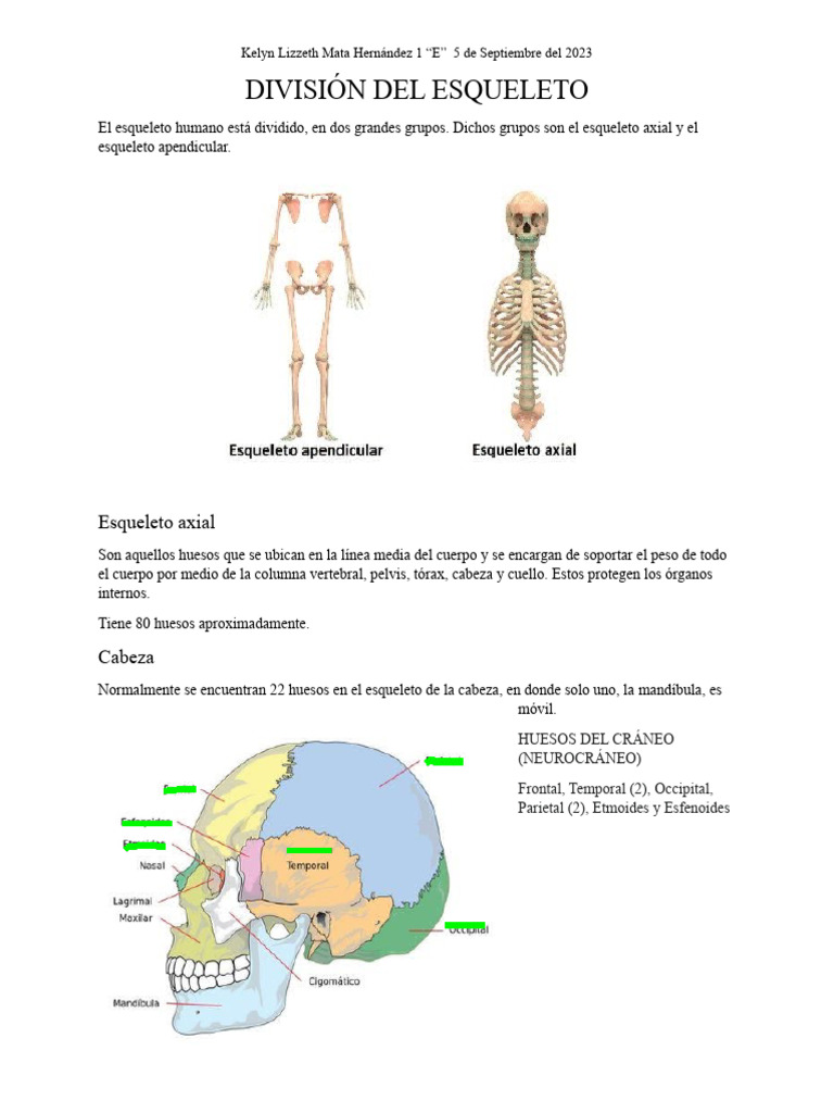 División del Esqueleto Humano | PDF