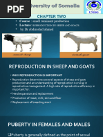 Goat and Sheep Reproductive System | PDF | Reproductive System ...