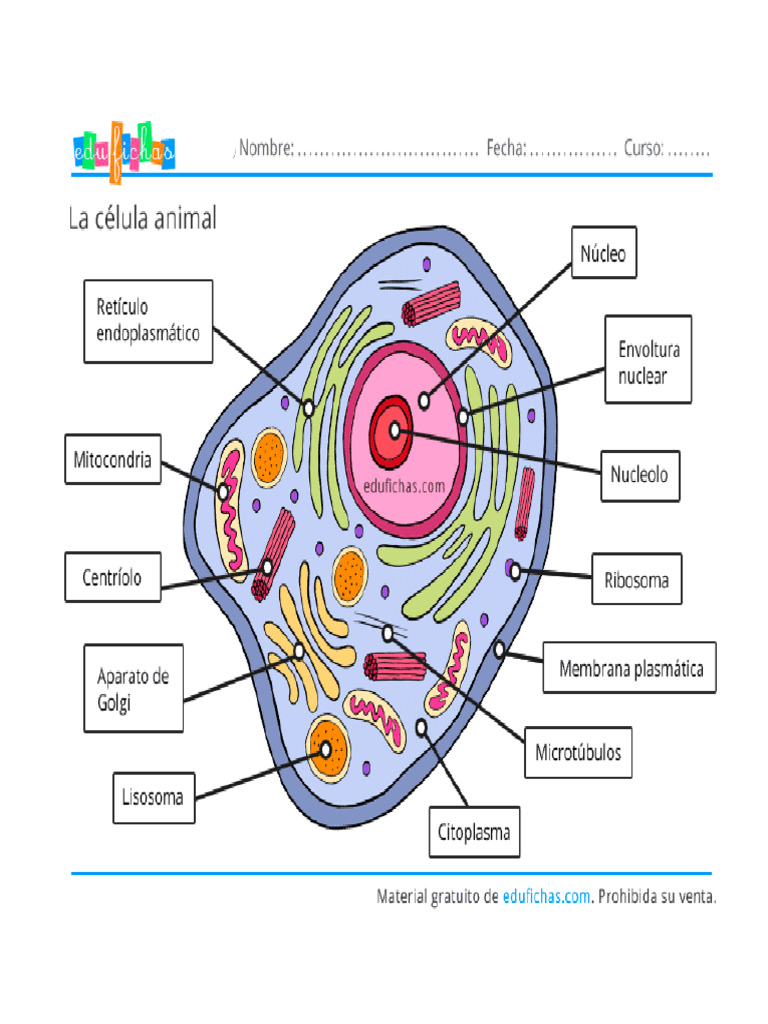 La Celula Animal Pdf