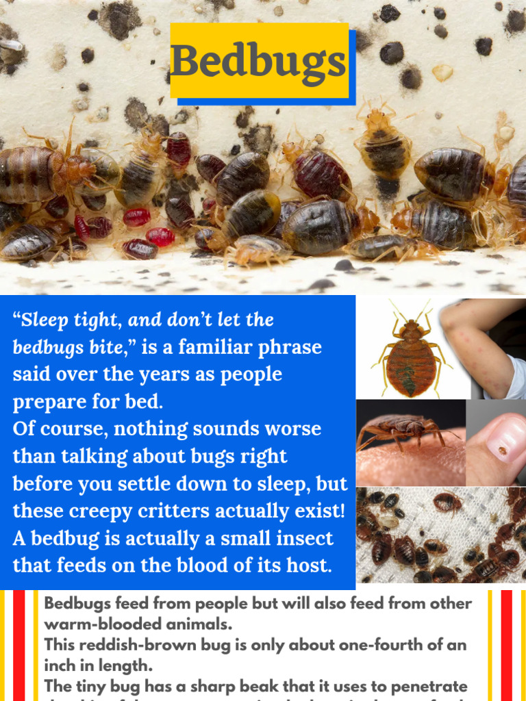 Bedbugs Pdf Insects And Humans