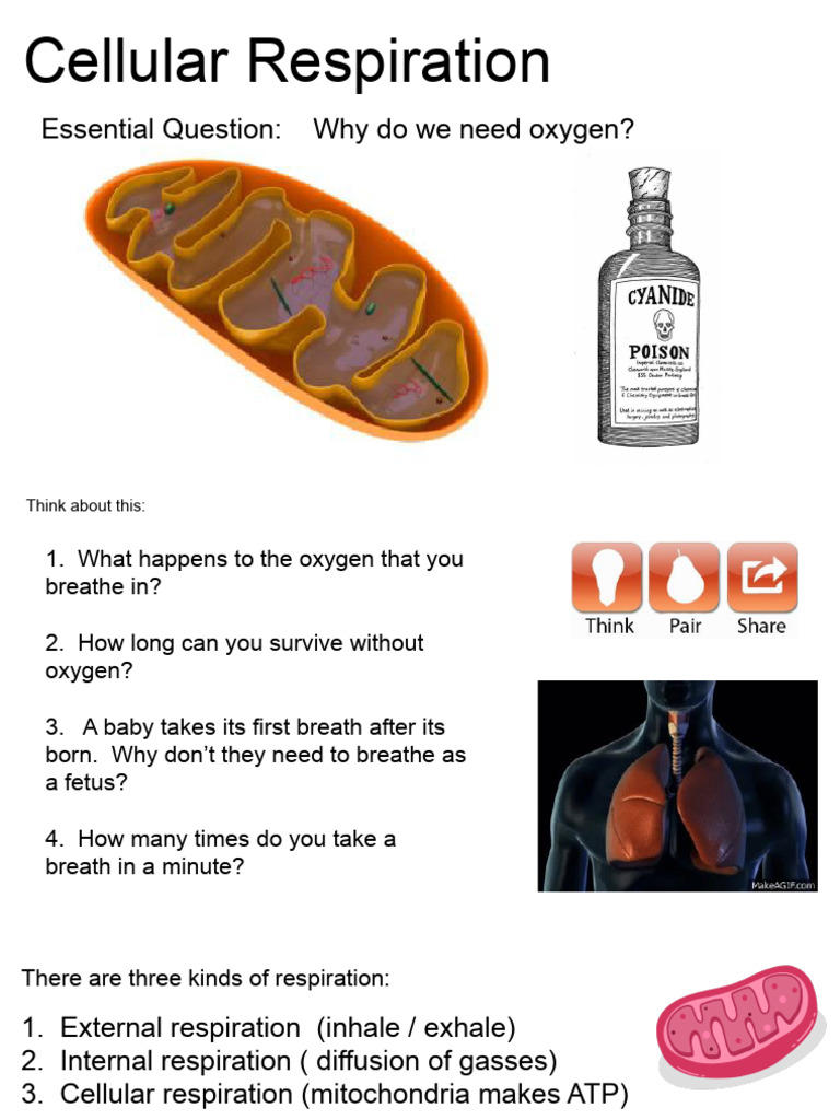 CH 10 Cellular Respiration | PDF