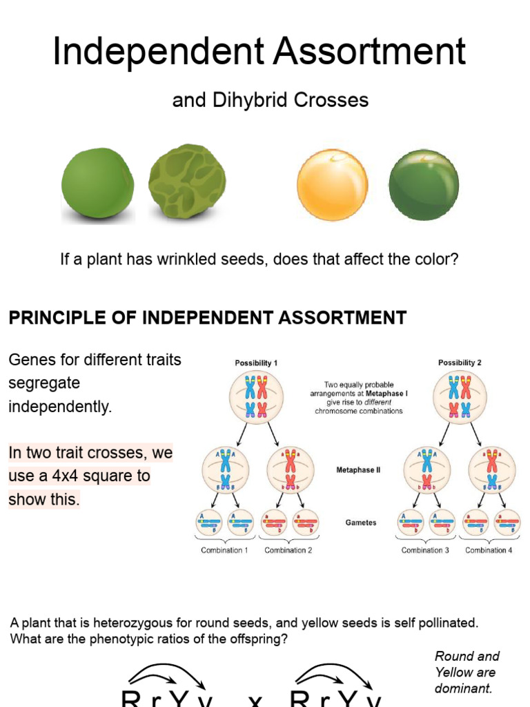 Dihybrid Crosses and Independent Assortment | PDF