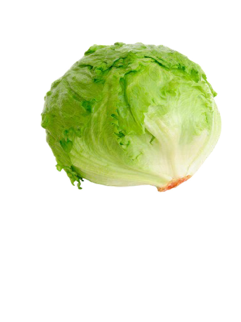 Lechuga | PDF