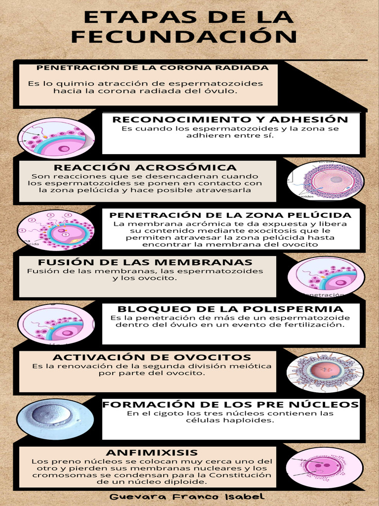 Linea Cronológica - 20240808 - 125940 - 0000 | PDF | Embrión | Feto