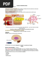 Resumen Anatomía de La Vía Aérea | PDF | Laringe | Nariz humana