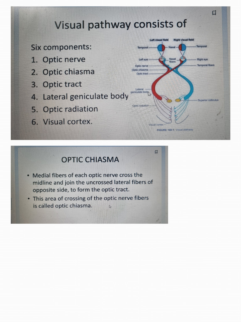 Visual Pathway | PDF
