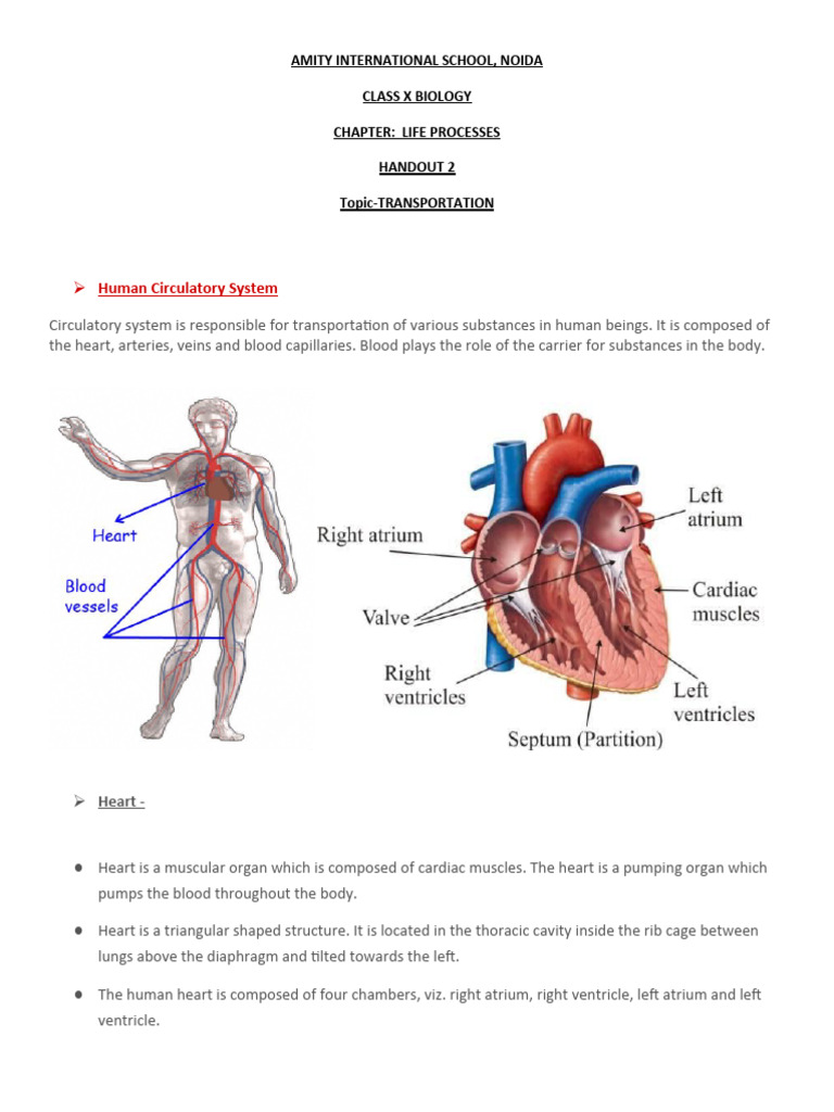 Class 10 Science Notes Biology Transportation | PDF | Heart | Artery