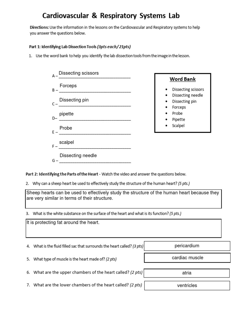 Cardiovasular+&+Respiratory+Lab Student | PDF | Lung | Heart