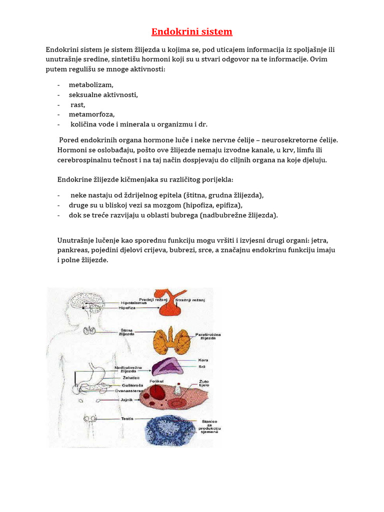 Endokrini Sistem | PDF