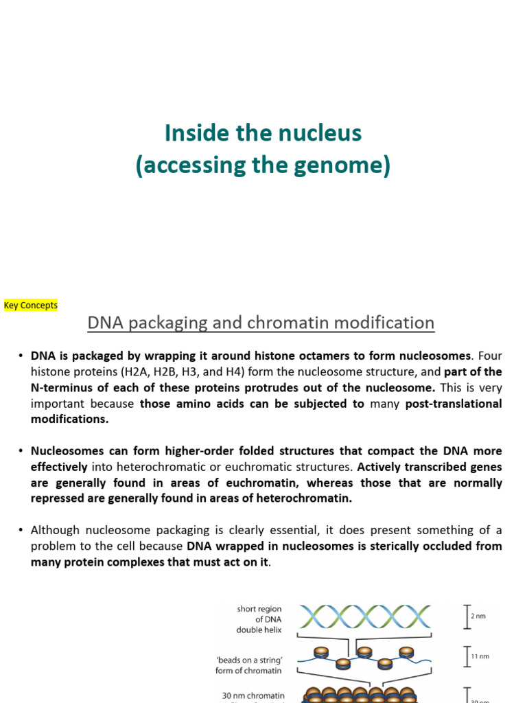 Genomes 4 (Epigenomics + ENCODE) 2022 | PDF | Epigenetics | Dna Methylation