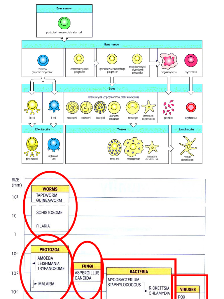 (Immu) ESE Diagrams | PDF | Antibody | Inflammation