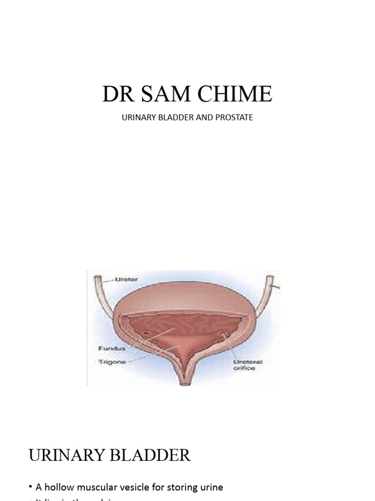 URINARY BLADDER and PROSTATE | PDF | Prostate | Pelvis