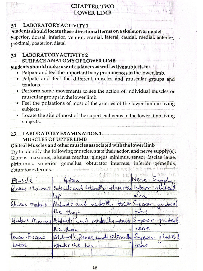 Lower Limb Manual | PDF