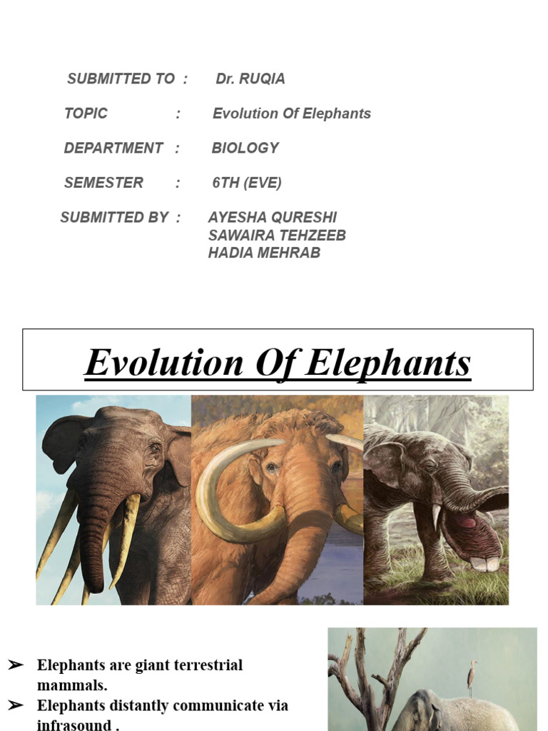 Elephant Evolution for Bio Students | PDF | Elephant | Tooth