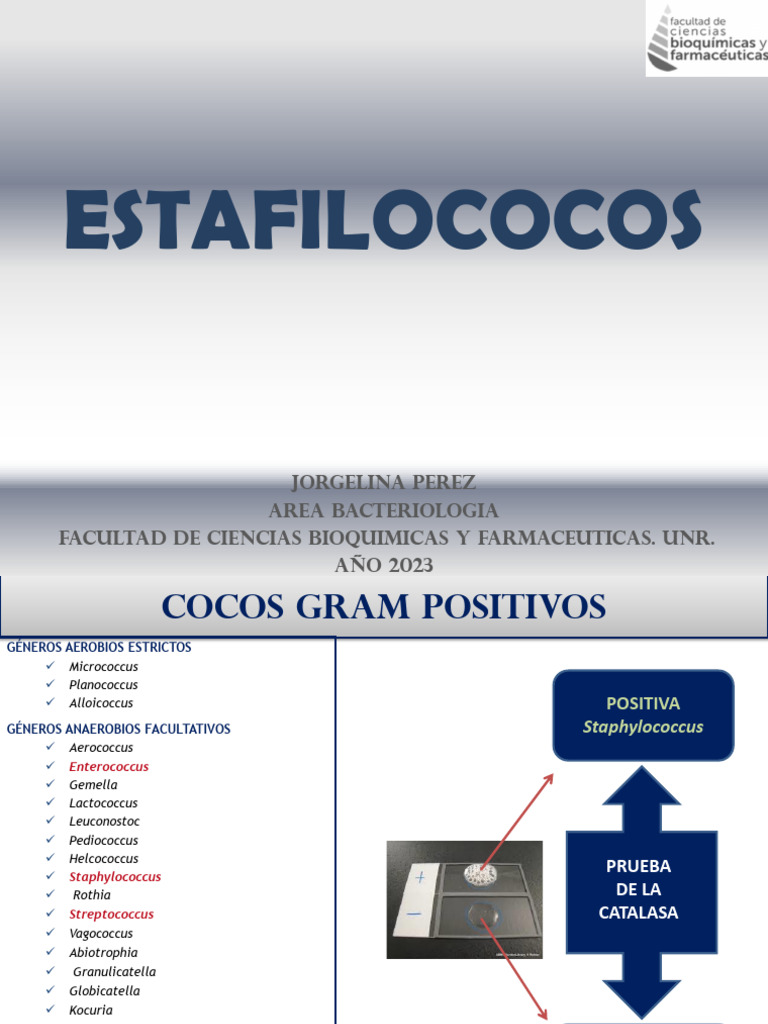 Estafilococos - Clase Teóricapregrado2023 | PDF | Staphylococcus Aureus ...