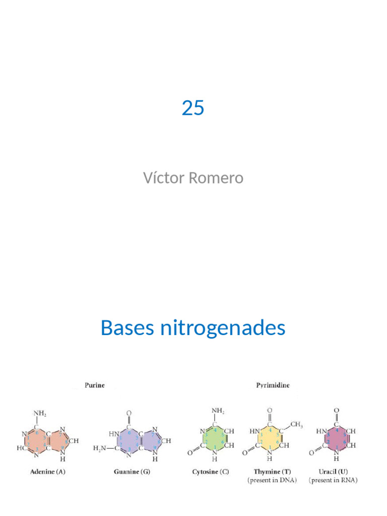 25 - Àcids Nucleics | PDF