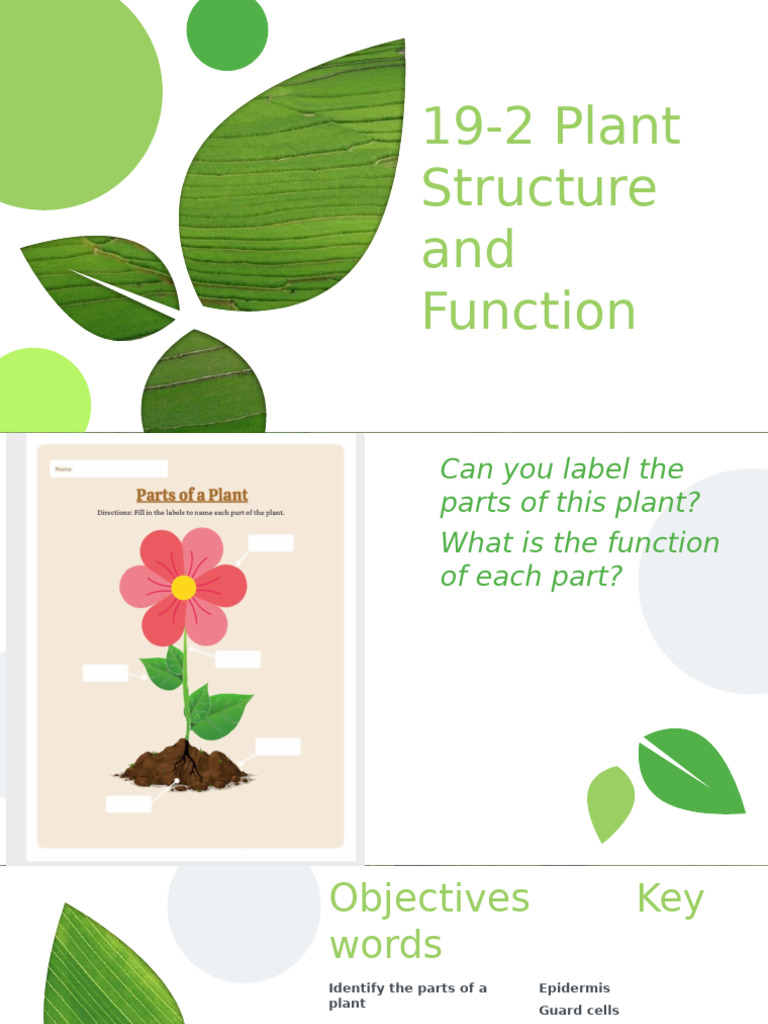 19-2 Plant Structure and Function | PDF | Root | Leaf
