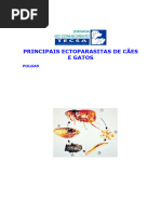 Sintomas da Tungíase e Cuidados | PDF | Doenças e distúrbios | Remédio